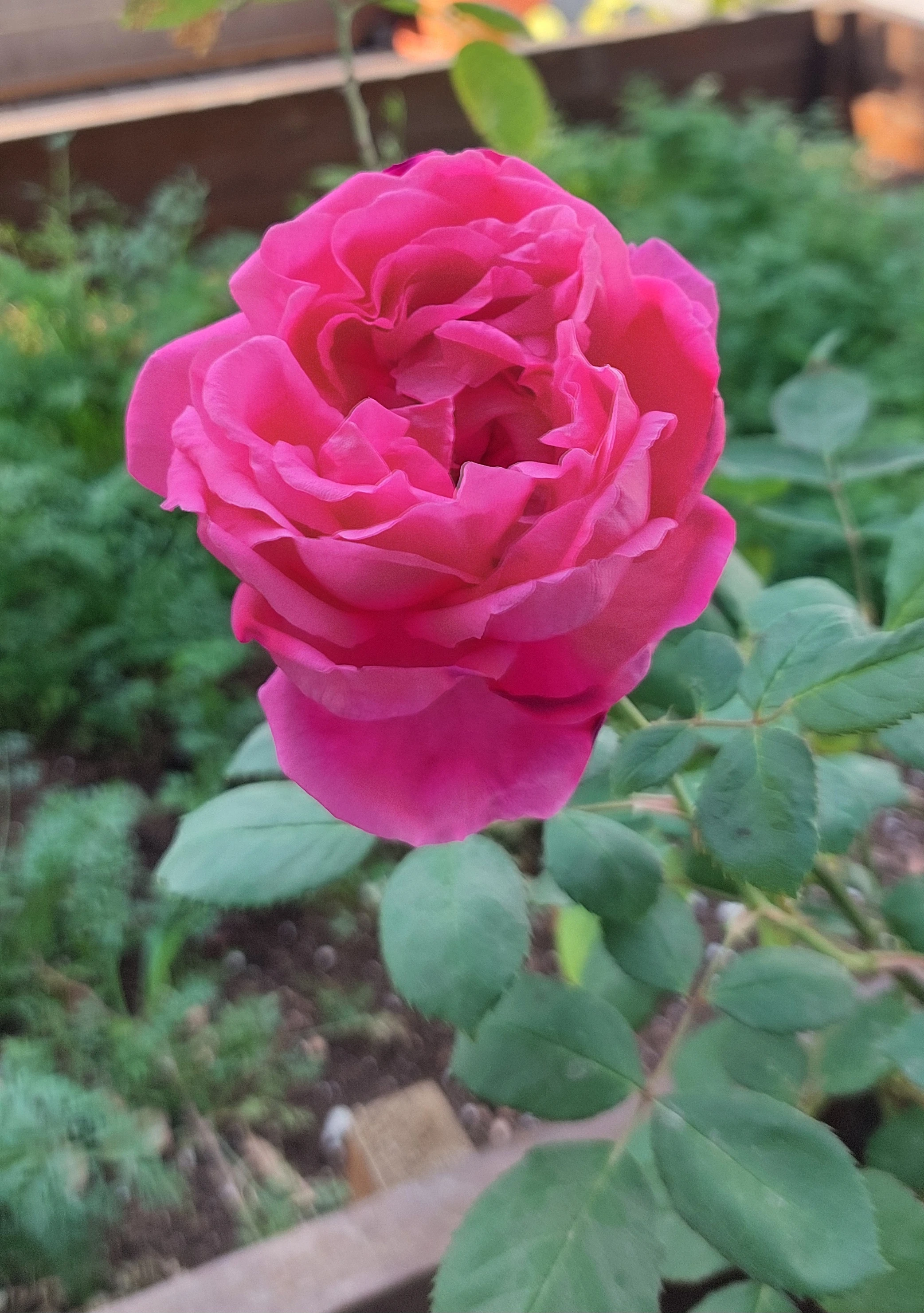 Beautiful rose | Fandom