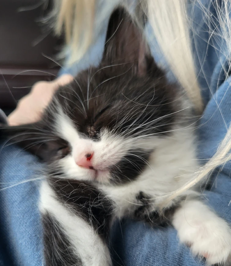 we got a new cat | Fandom