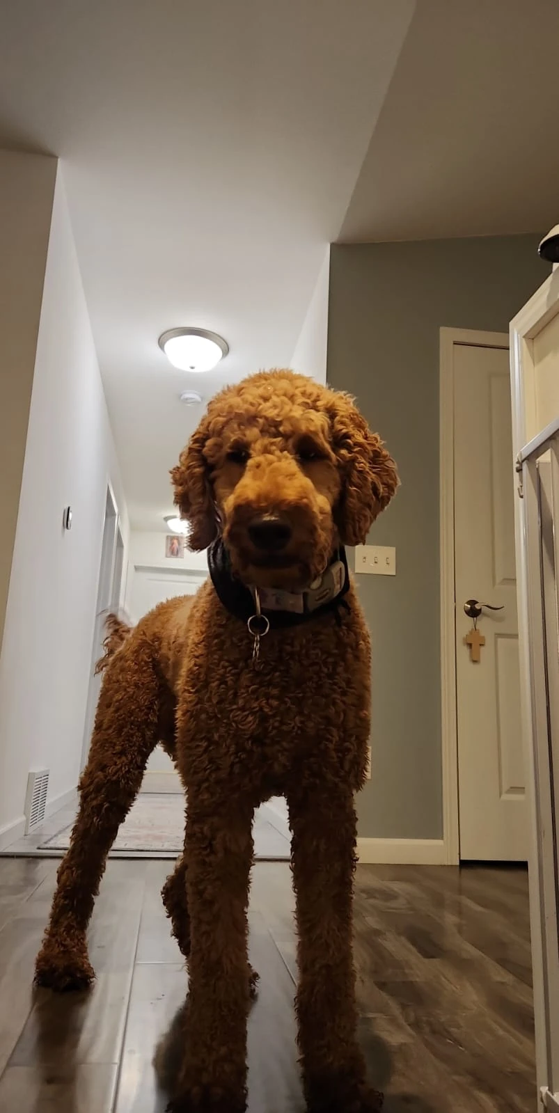 Dog | Fandom