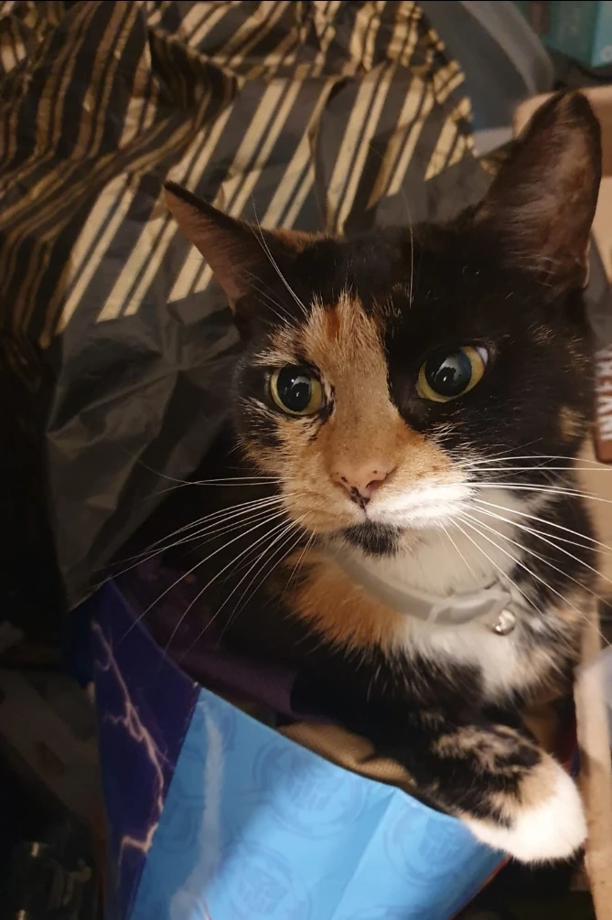 What do you think | Fandom