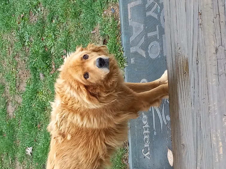 dog | Fandom