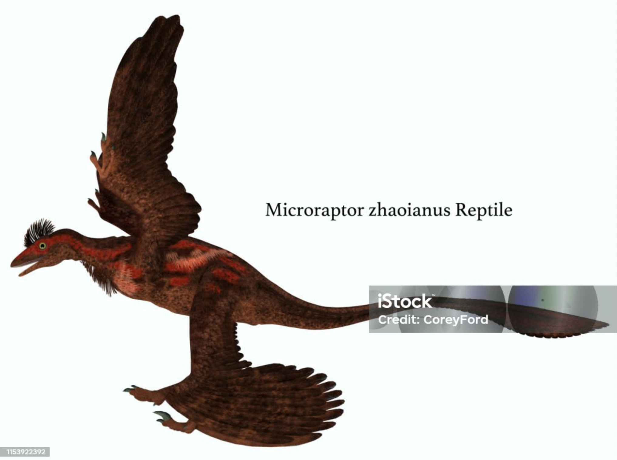 isn't Alatura a micro raptor? | Fandom