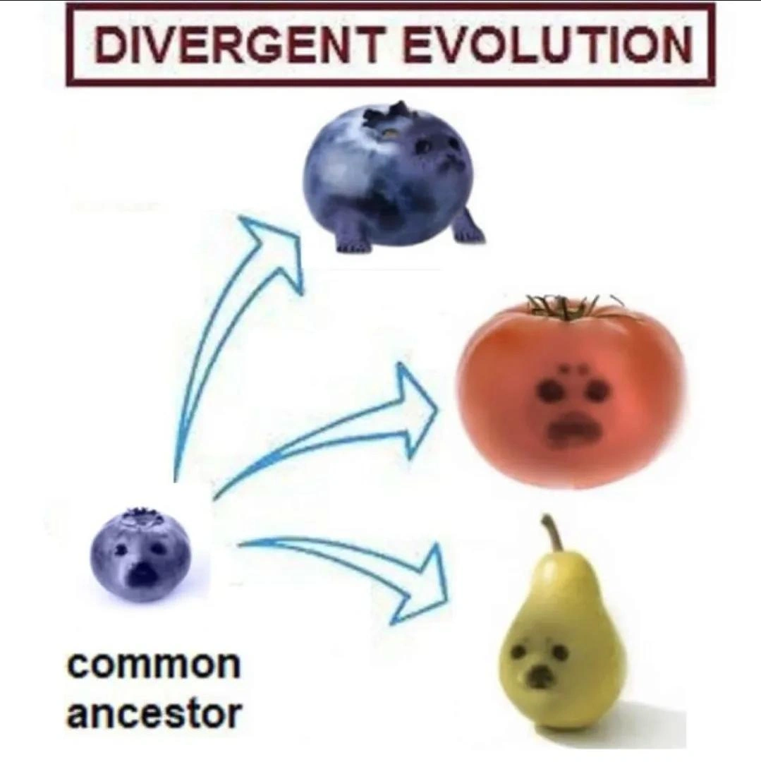 a simple scheme for those who don't know about divergent evolution | Fandom