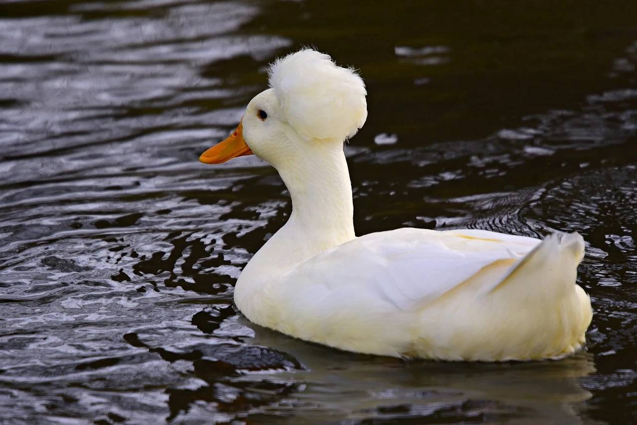 LF mega silly duck 🥰 | Fandom
