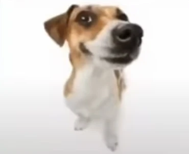 Who is better | Fandom