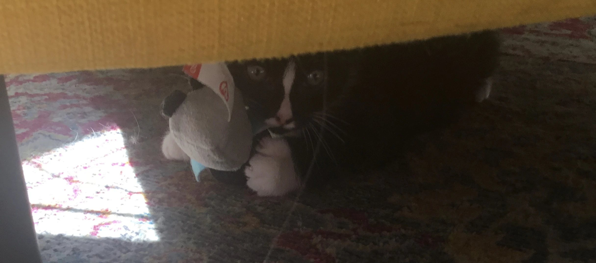 Got a kitten | Fandom