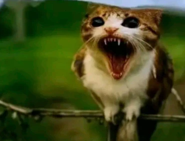 Choose a meowl | Fandom