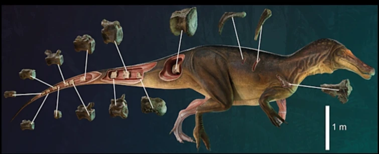 7 de mis spinosauridos favoritos | Fandom