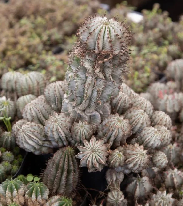some awesome glaggle plants | Fandom