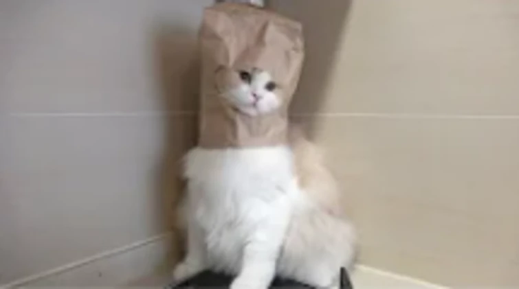 Among Us role play | Fandom