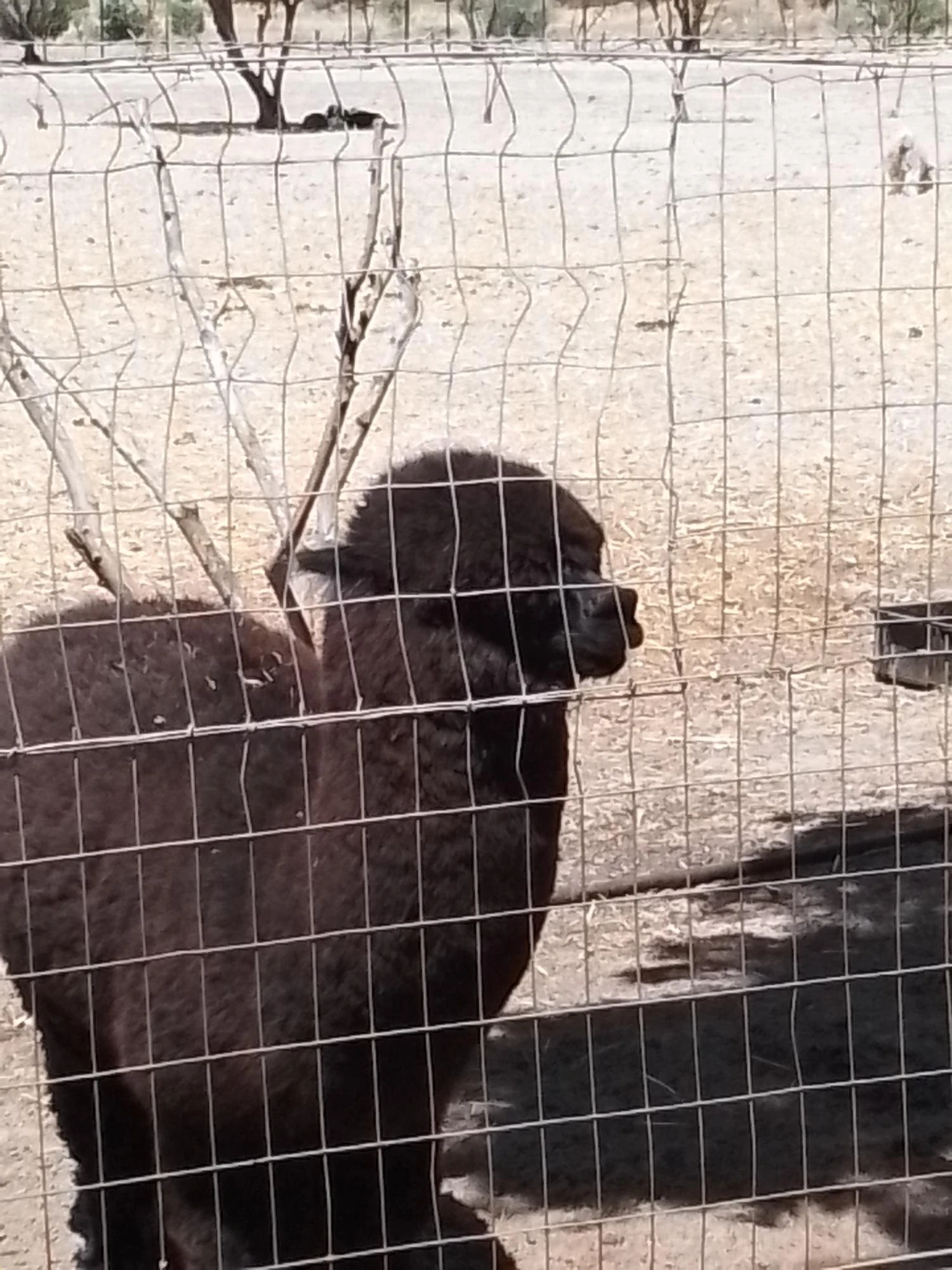 Cute animals | Fandom