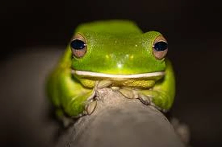 Daily Frog And Chat #168 | Fandom