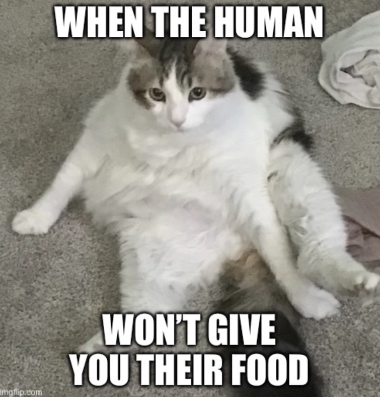 Turning my friend’s cat into 2012 memes | Fandom