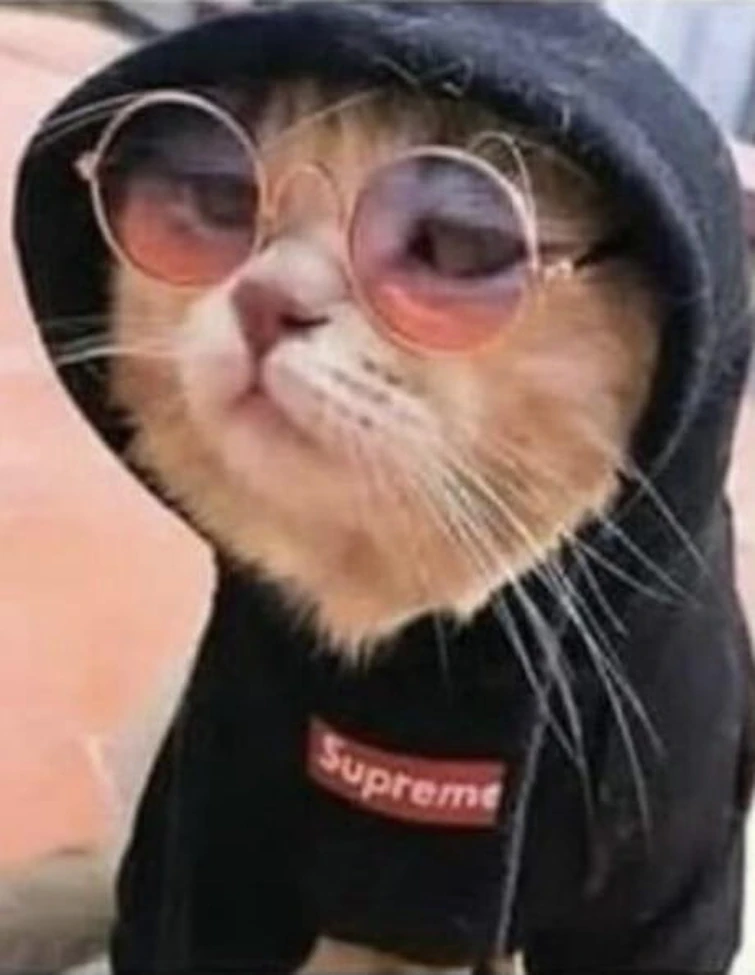 swag cats one of my friends pfps | Fandom