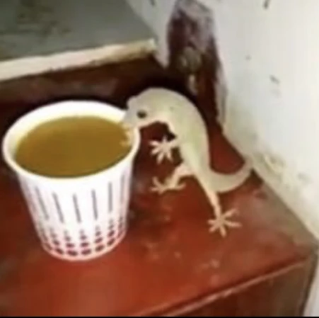 Am In need of shimmer mut hunter | Fandom