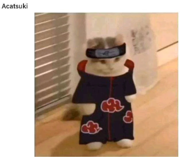 Welcome to the A-Cat-tsuki | Fandom