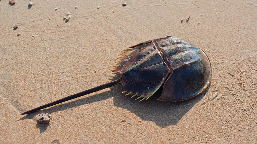 I need a horseshoe crab cos critter | Fandom