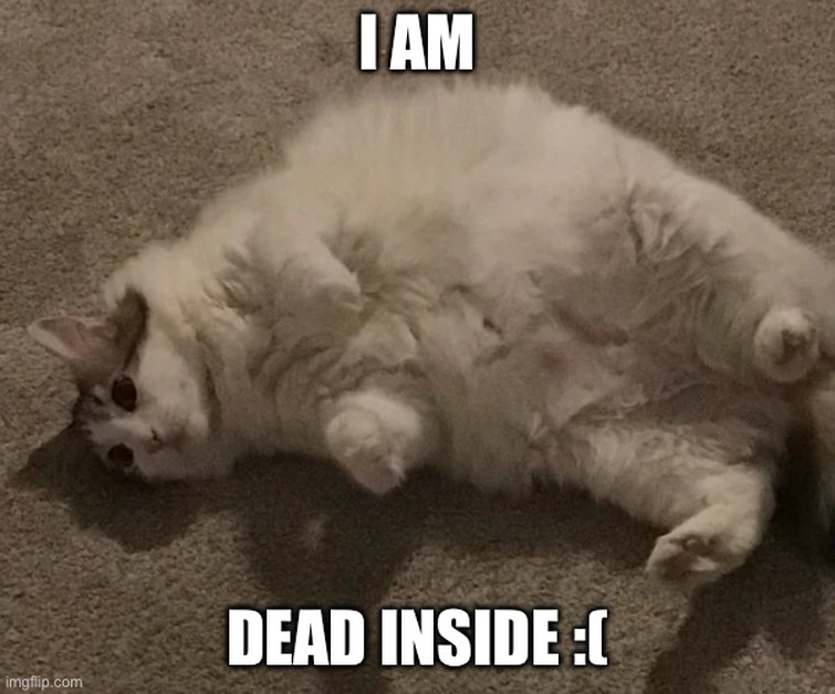 Turning my friend’s cat into 2012 memes | Fandom