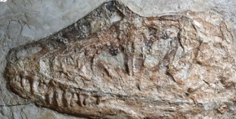 What's going on with Daurlong's skull? Is it a crest? I don't see many ...