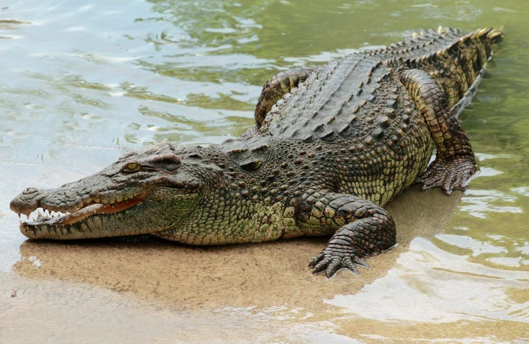 Crocodile in East Europe | Fandom