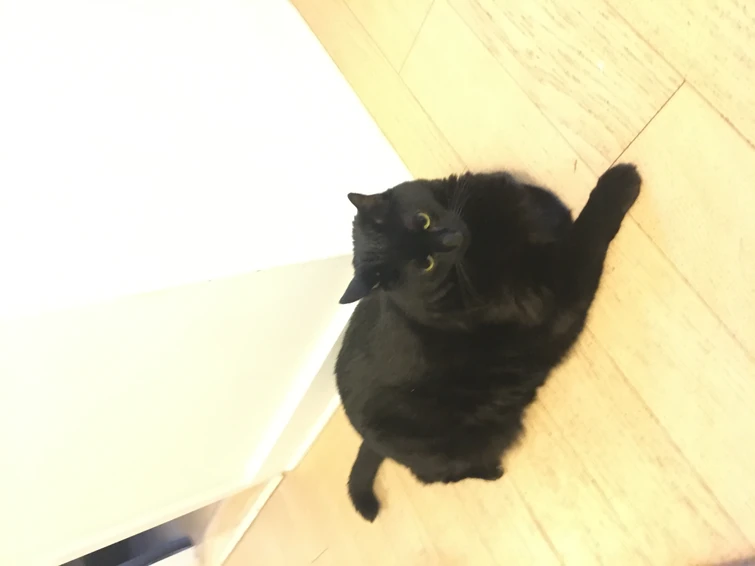 my-o cat-o lma-o | Fandom