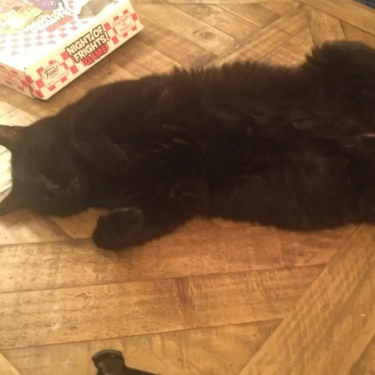 All posts by Number1GrimFoxyFan | Fandom