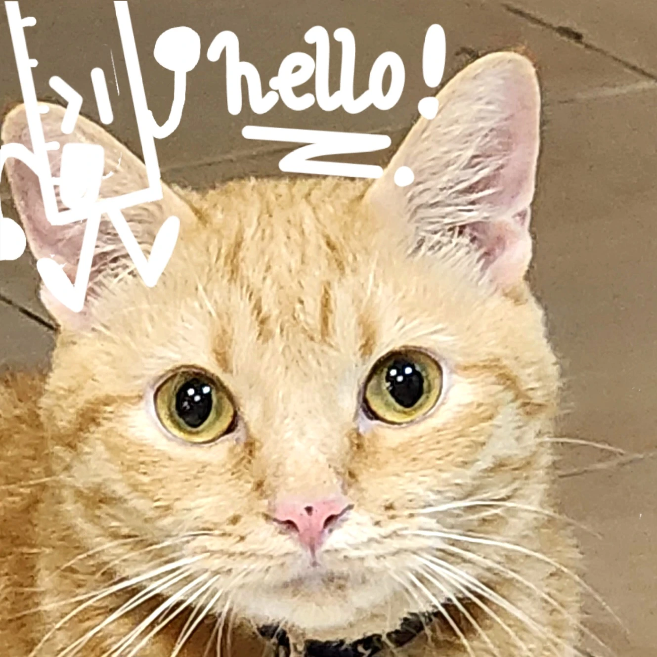 This Cat RIGHT HERE... | Fandom