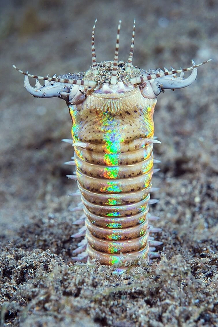 I edited the bobbit worm image and here's what my results look like ...