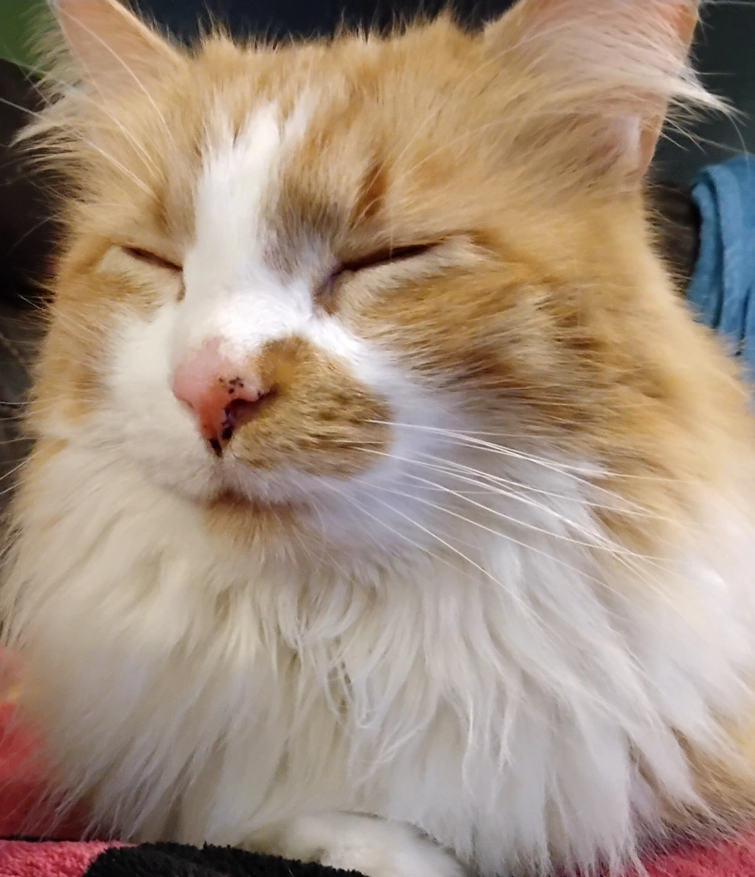 I think Sir Meows The cat should be added to the characters | Fandom