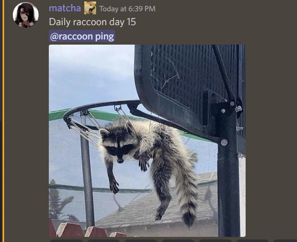 ayo raccoon is ballin himself | Fandom