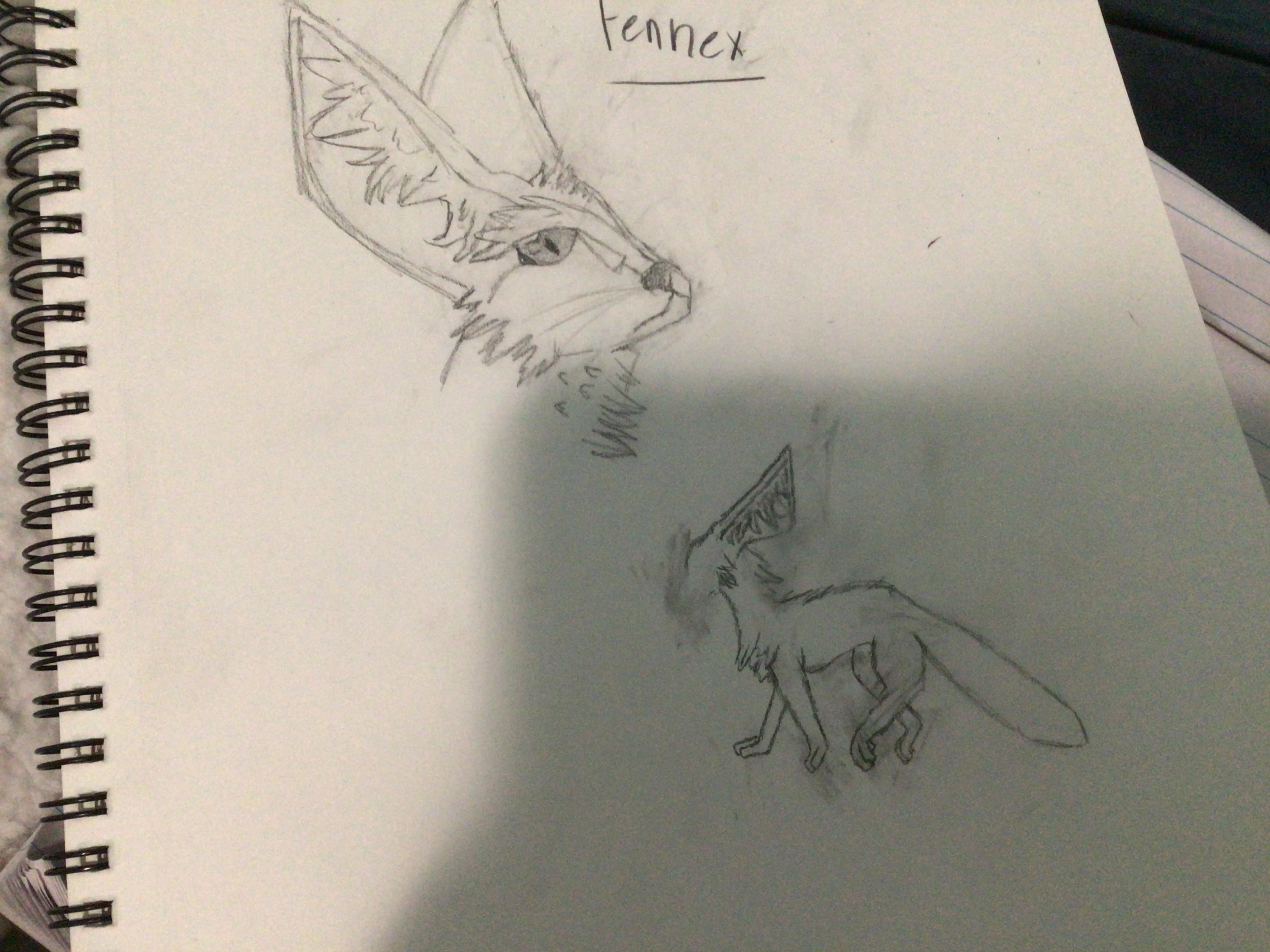 I can’t draw a fennec fox nose ahhhh | Fandom