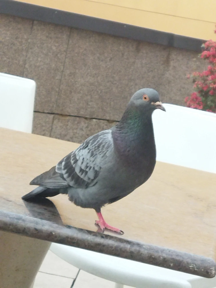 Discuss Everything About Creatures of Sonaria Wiki | Fandom