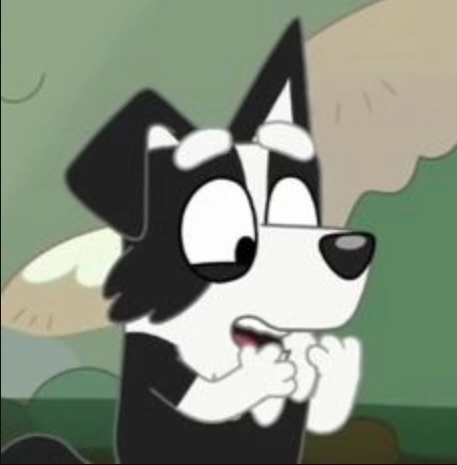 Mackenzie Border Collie : Curious official facts | Fandom