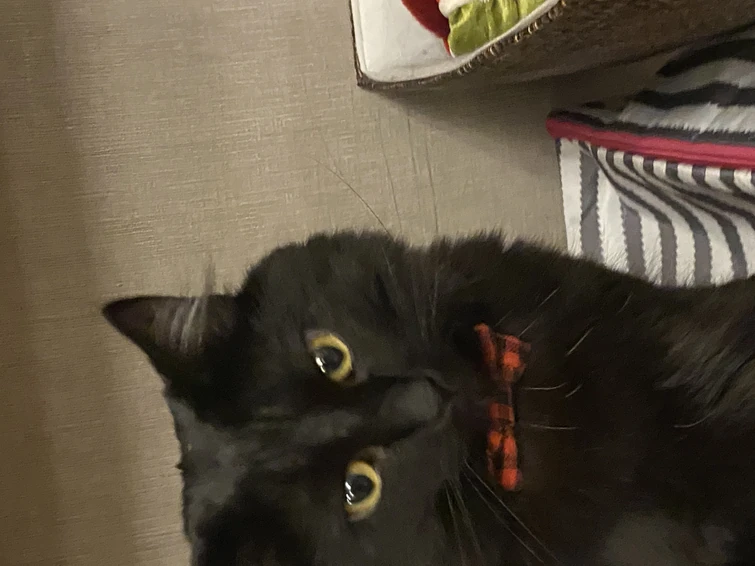 my cat as a babie | Fandom