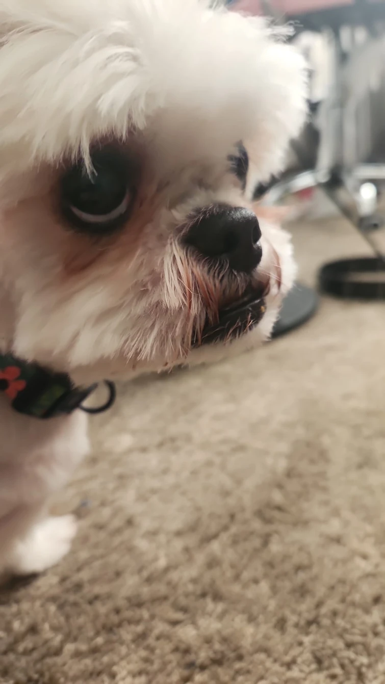 new toya card | Fandom