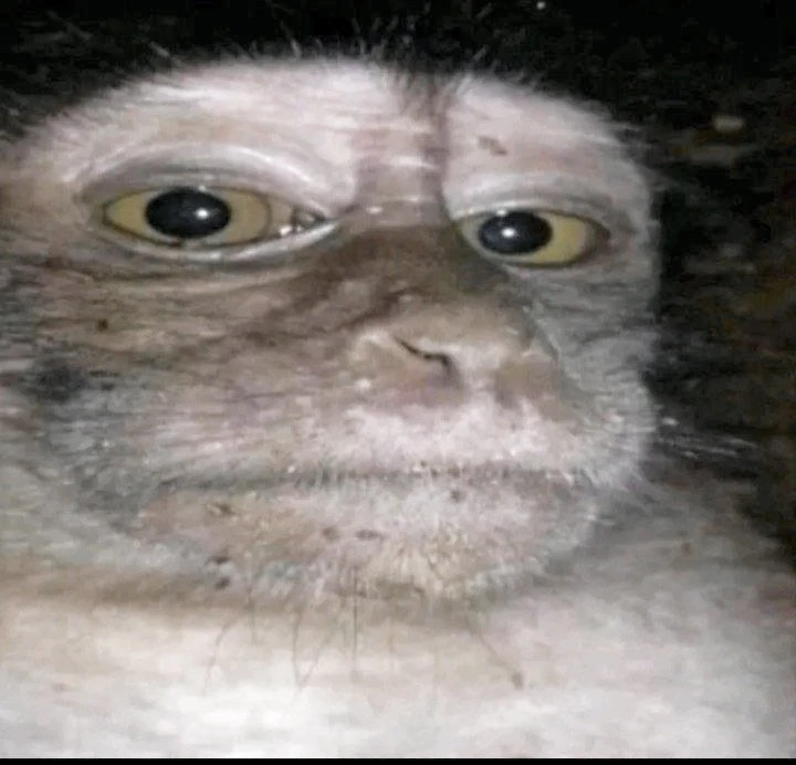 pfp infection | Fandom