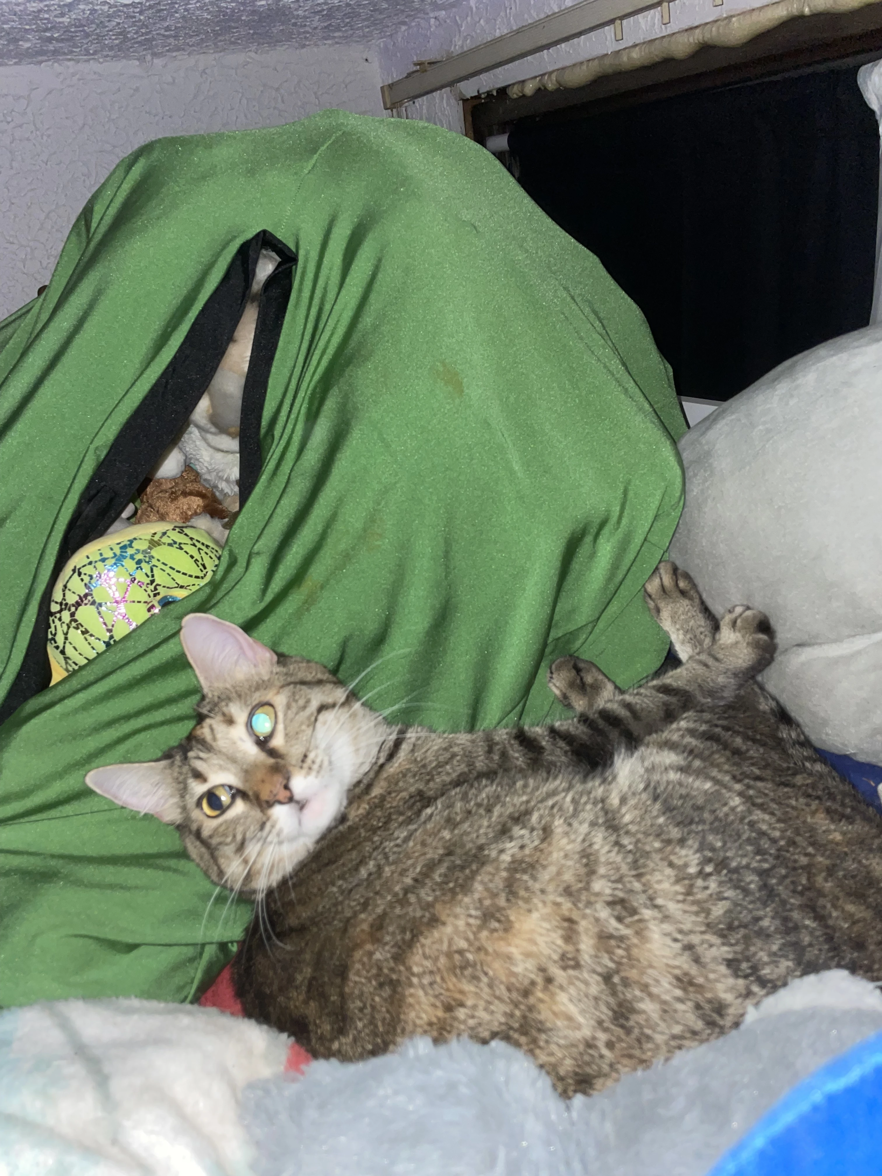 CAT JUMPSCARE | Fandom