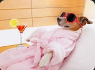 I'm having a spa day | Fandom
