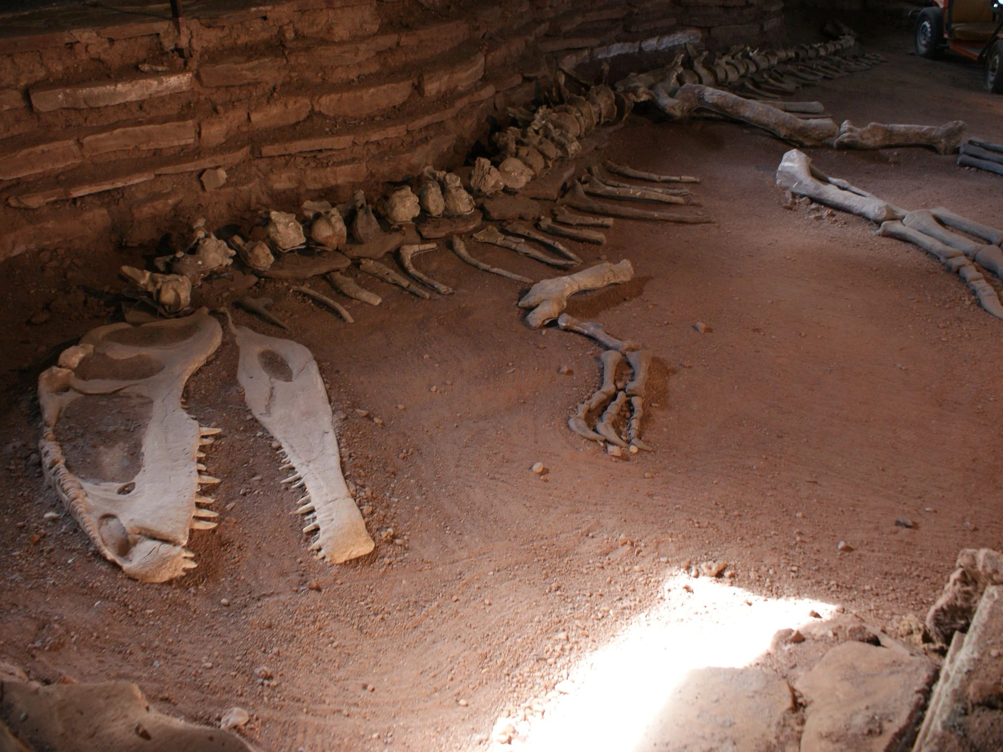 Todays News: New Giganotosaurus fossil discovered in Country of the Sun ...