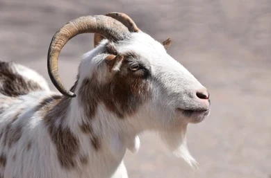 HE IS THE GOAT!! | Fandom