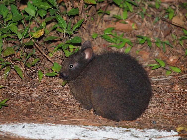 Komugi's dog breed is Papillon Dog. I explain Japanese pet dogs a ...