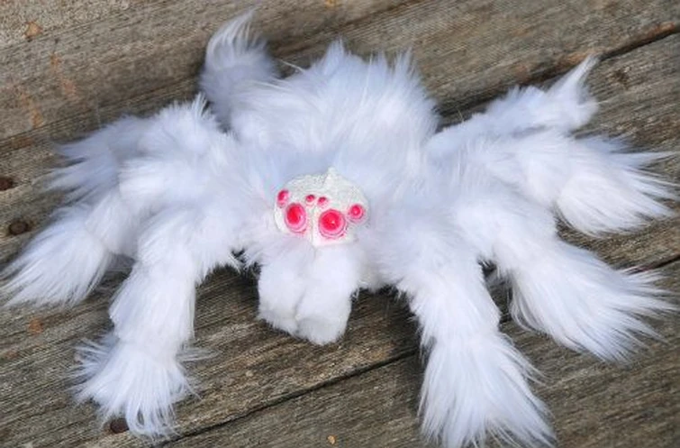 This spider looks like Angel | Fandom