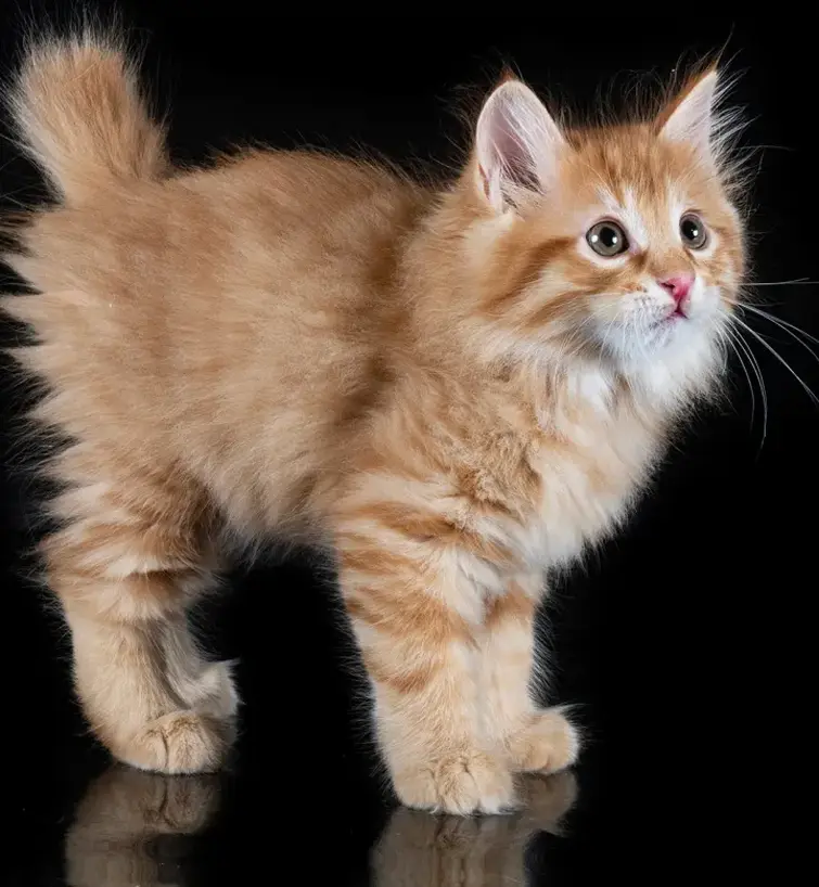 Reply this image to ward off any interaction bait posts you may find | Fandom