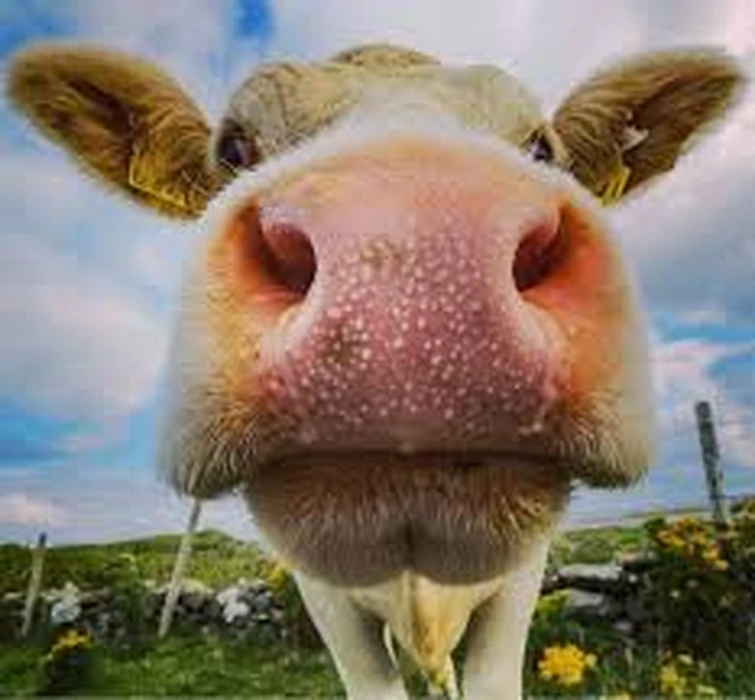 Need help please QwQ | Fandom