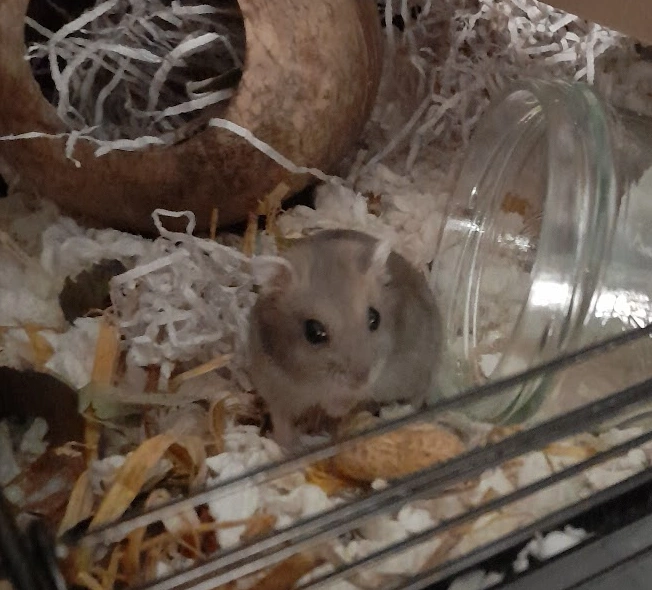 wassup yall, ik i dont post much but welcome mr dobby to the family :p ...