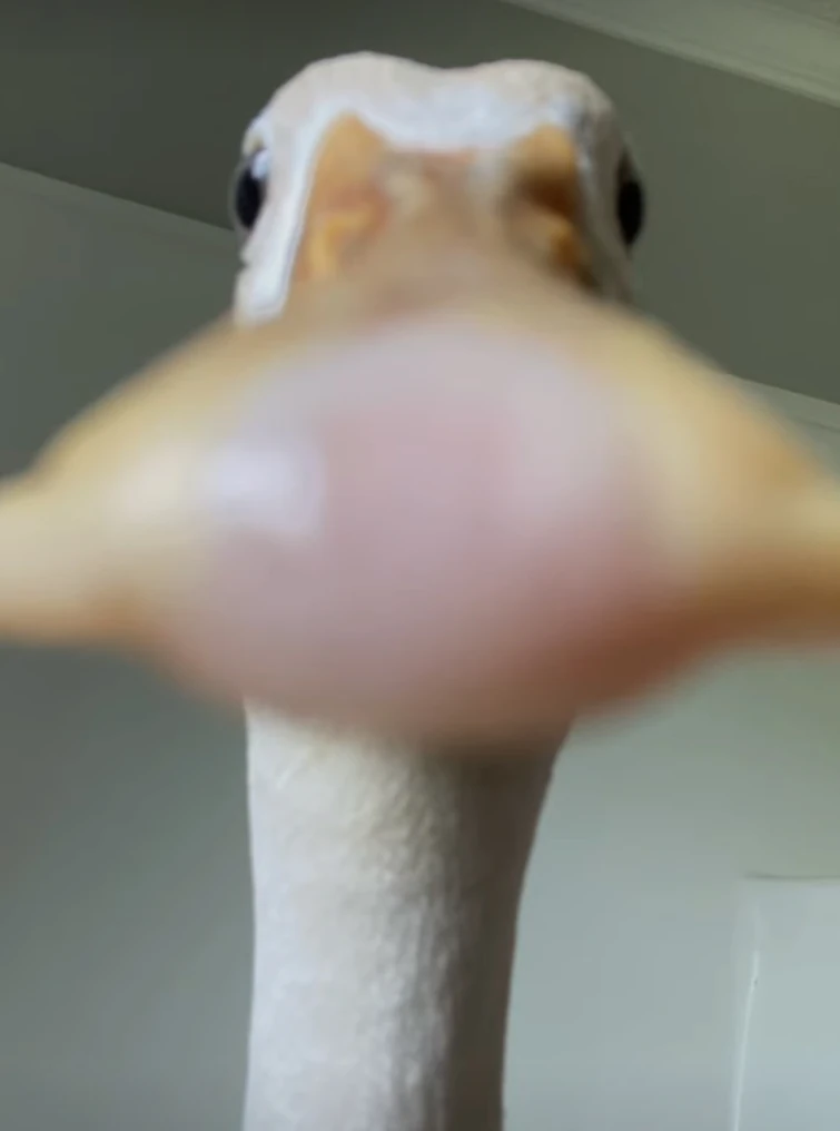 Duck jumpscare | Fandom