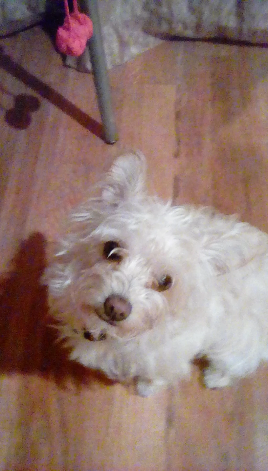 Behold my ratdog | Fandom