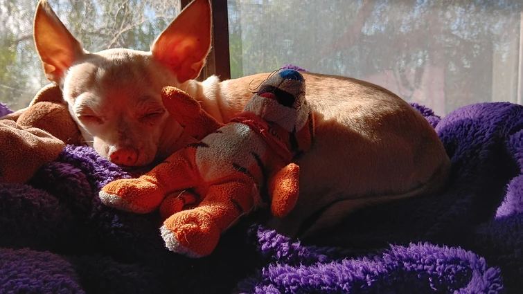 My 4 legged baby that I need more than ever now for the next 4 years ...