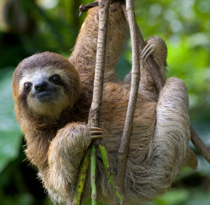 Is this really her sloth gift | Fandom