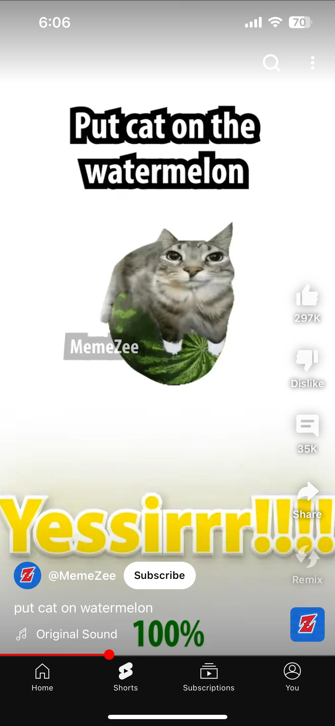 today is national cat on watermelon day | Fandom